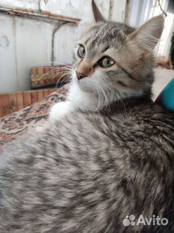 Кошка крысоловка мышеловка