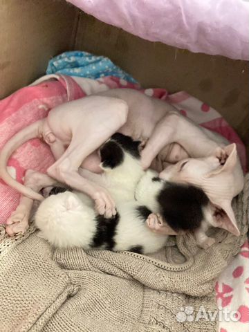 Котята сфинкса