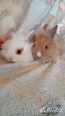 Декоративные крольчата