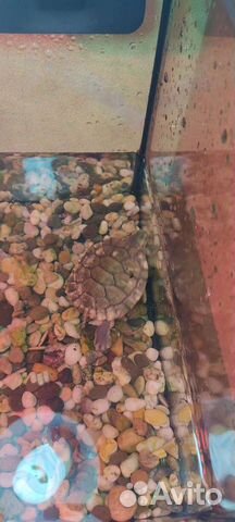 Красноухая черепаха с аквариумом