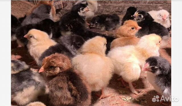 Цыплята суточные