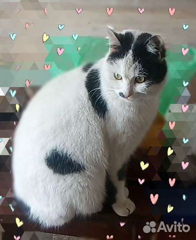 Кошечка в добрые руки