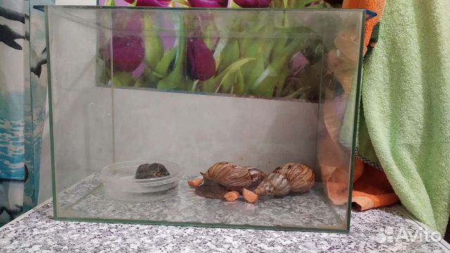 Аквариум с улитками