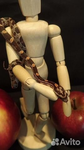 Маисовый полоз