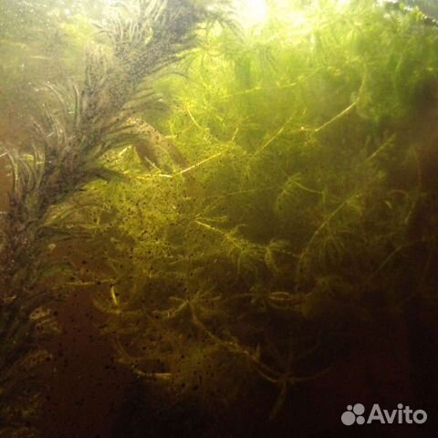 Елочка аквариум живучая