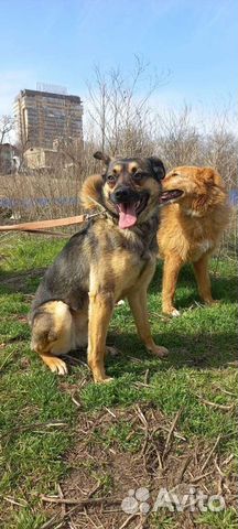 Собака в надежные руки