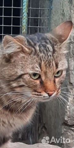 Найден котик в жёлтом ошейнике