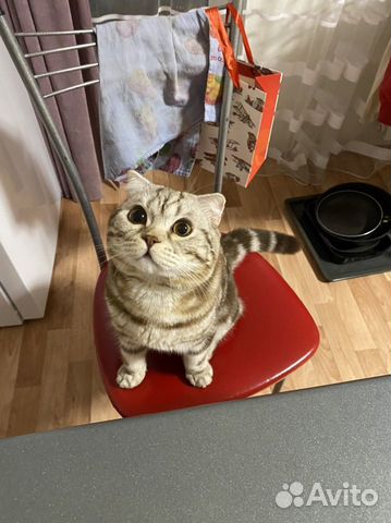 Шотландский кот вязка