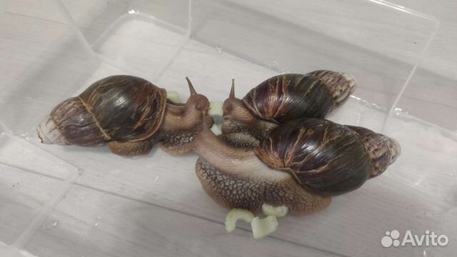 Улитки ахатины
