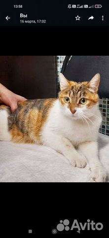 Кошечка в добрые руки