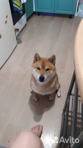 Вязка сиба ину