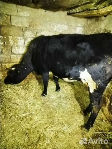 Корова, телка