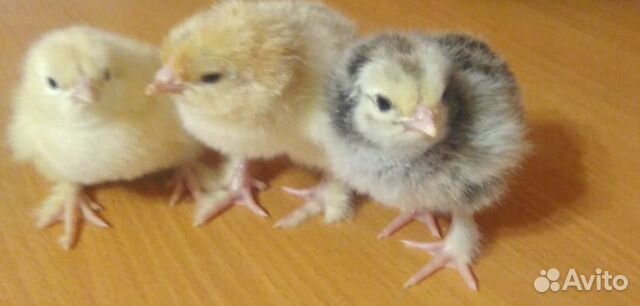 Суточные цыплята