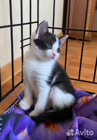 Котенок Мия - 1.5мес - ищет дом