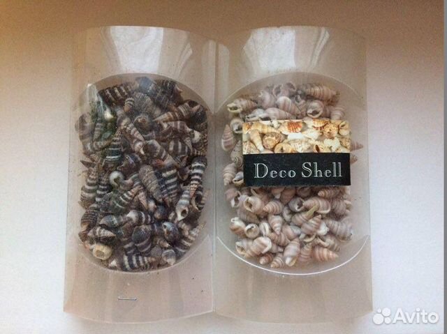 Декоративные ракушки