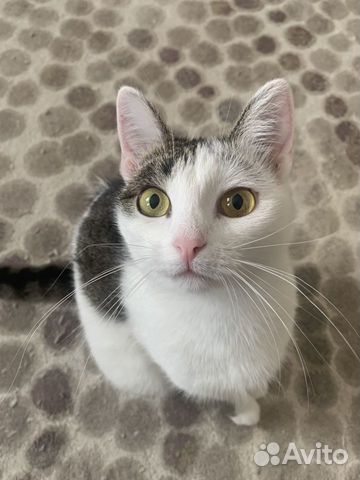 Кошка Динара
