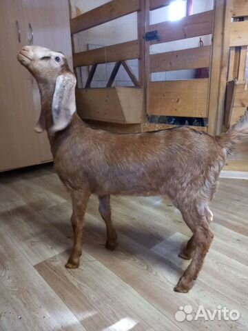 Коза англонубийская