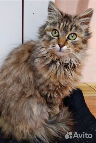 Камила кошка исключительной харизмы