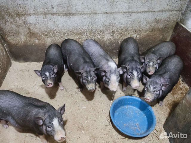 Вьетнамск вислобрюхий поросенок