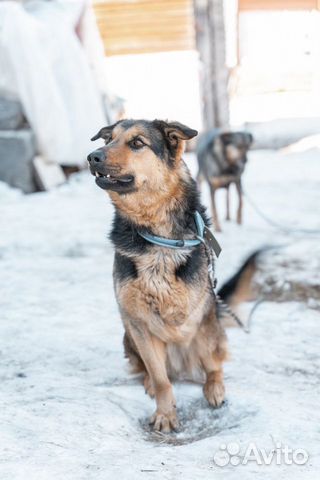 Собака Гром