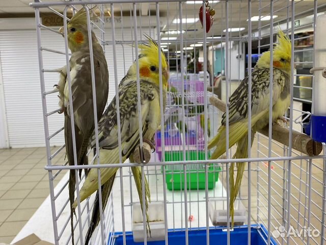 Большой выбор попугайчиков
