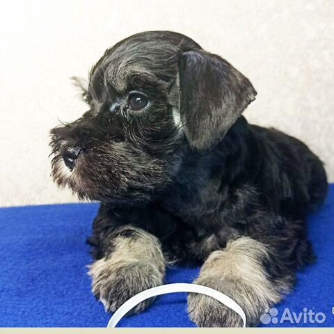 Цвергшнауцер черный с серебром щенок