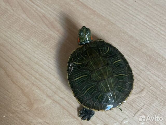 Красноухая черепаха