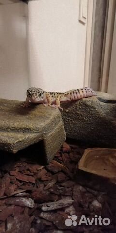 Эублефар с террариумом