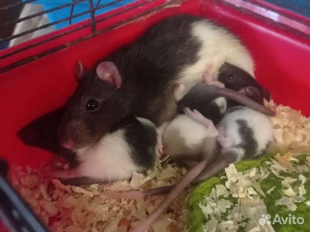 Продам крысят
