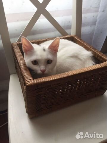 Молодой котик Гоша ищет дом