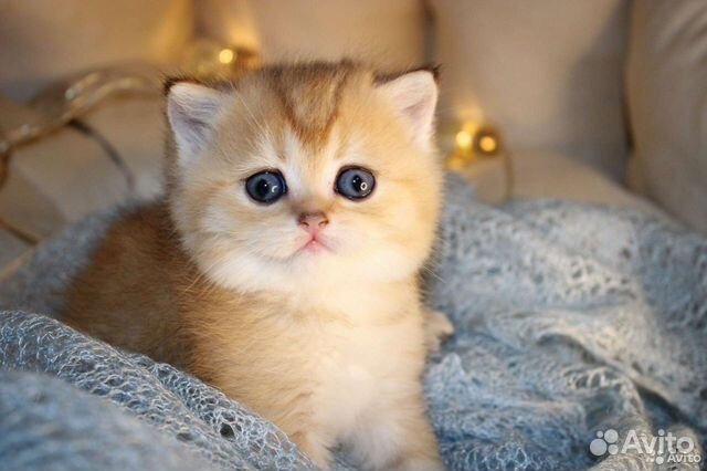 Клубные котята золотая шиншилла