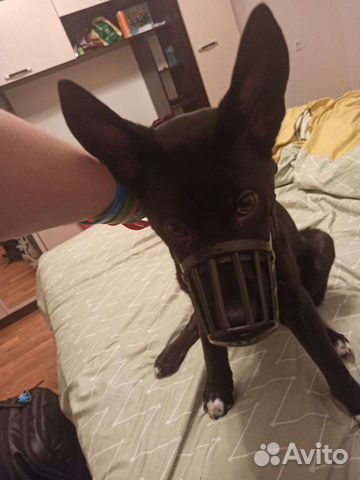 Сабака помесь хаски