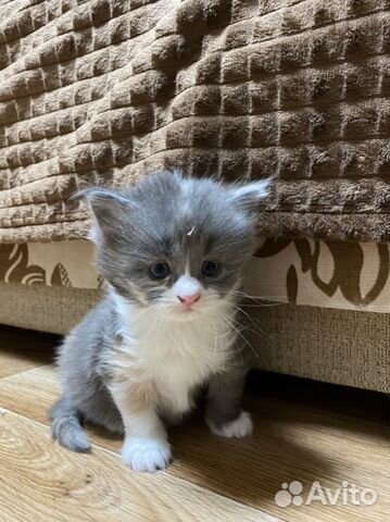 Котята