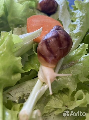 Архахатина Бенин