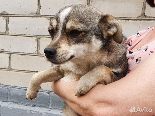 Софи миниатюрная собачка