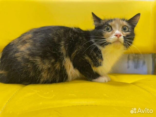 Трехцветная кошечка Триша в дар