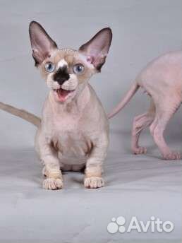 Девочка бамбино