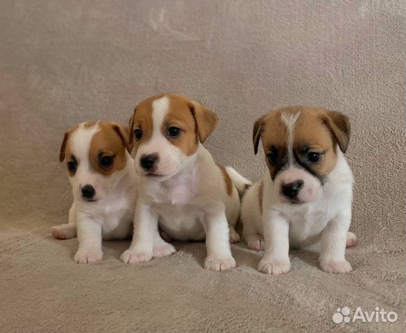 Малыши Джеки