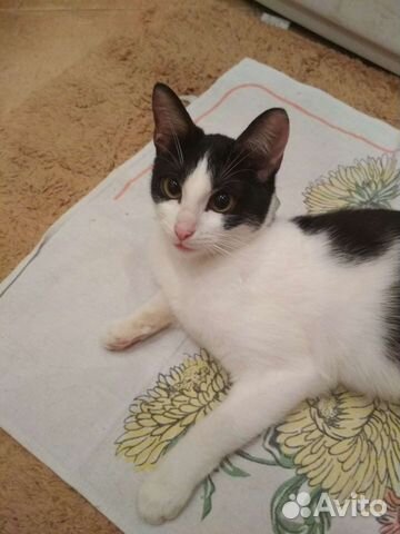 Фенотип ориентальной кошки