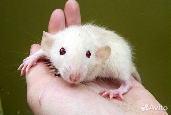 Крысята дамбо