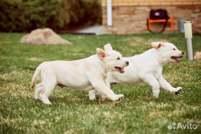 Щенки лабрадора