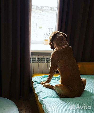 Бордоский дог