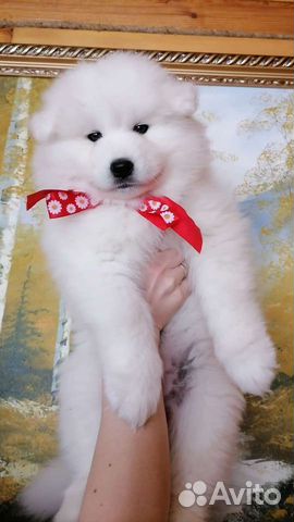 Самоедская лайка щенки