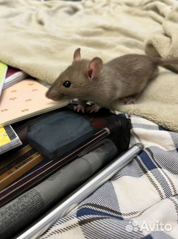 Крыса с клеткой