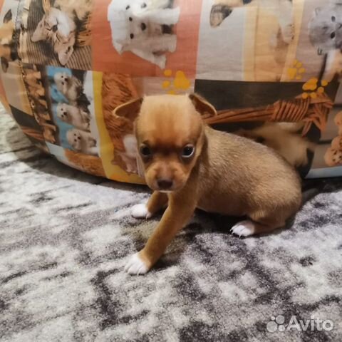 Милые тойчики