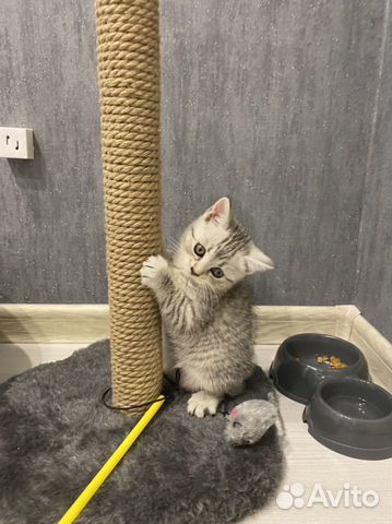 Кошечка