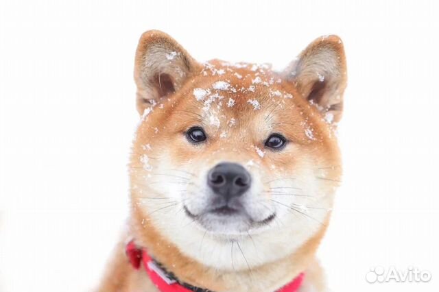Сиба ину по кличке Кинай ищет дом