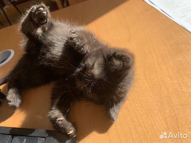 Котята в добрые руки бесплатно