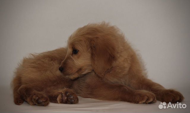 Лабрадудель, Голдендудель щенки