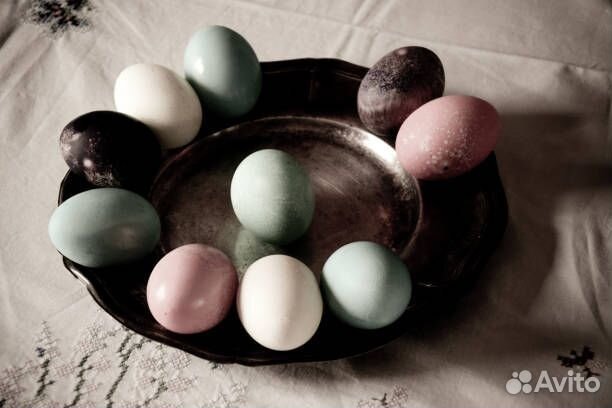 Инкубаторские яйца от Маран